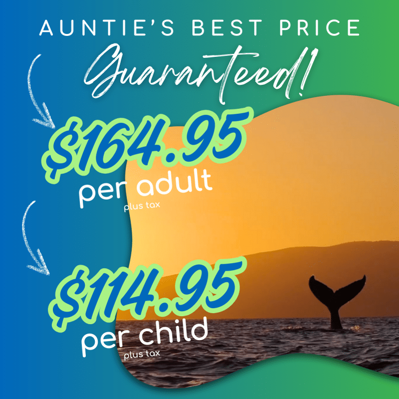 Pacific Whale Foundation Dinner Cruise - Auntie Snorkel