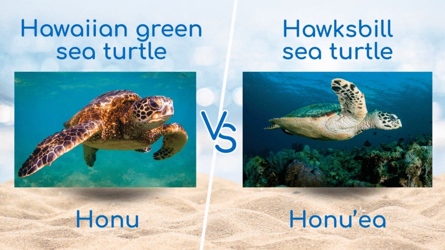 Shell Yeah! 9 Best Maui Sea Turtle Spots In Nesting Season - Auntie Snorkel