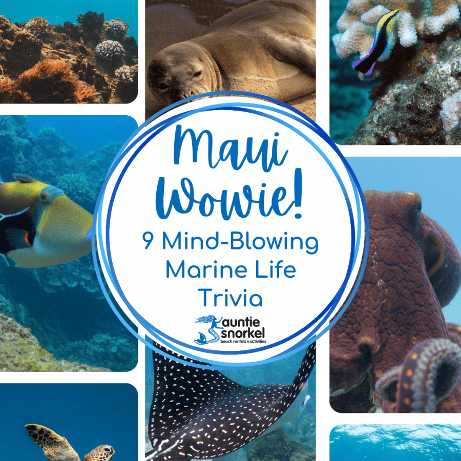 Maui Wowie: 9 Mind-Blowing Marine Life Trivia - Auntie Snorkel