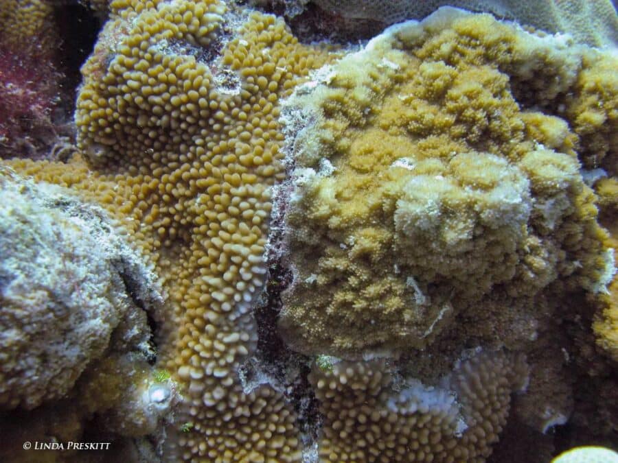 Coral Restoration in Hawai’i - Auntie Snorkel
