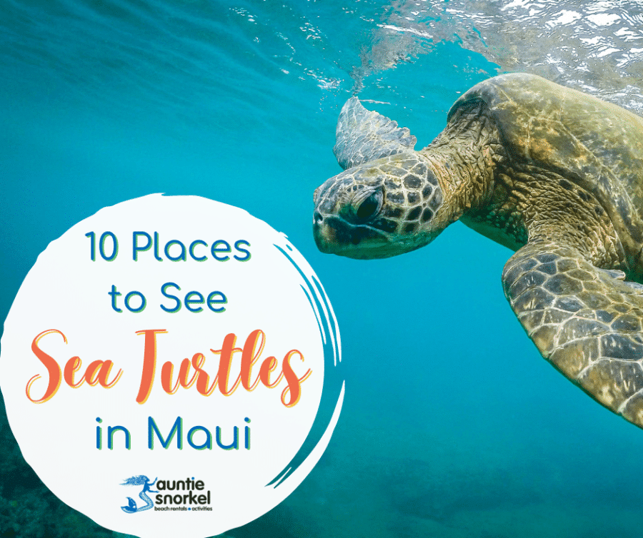 10 Places to See Sea Turtles in Maui - Auntie Snorkel