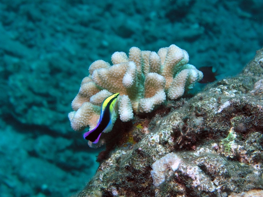 10 Underwater Friends You Might Meet in Maui - Auntie Snorkel